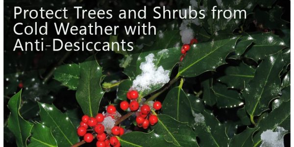 Prepare your evergreens for winter with Anti-Desiccant Spray - Solo