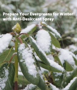 Protecting Evergreens from Winter Burn with Anti-Desiccant Spray - Solo